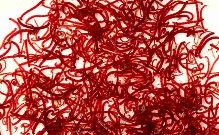 12 Pilihan Makanan Ikan Cupang untuk Nutrisi Terbaik! - Tokopedia Blog