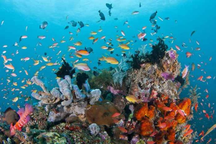 15 Lokasi Diving Terbaik di Indonesia paling Memukau - Tokopedia Blog