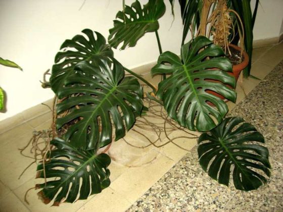 15 Jenis Tanaman Hias Daun: Rumah Jadi Lebih Anggun