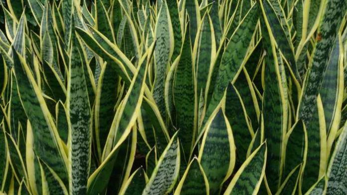 15 Jenis Tanaman Hias Daun: Rumah Jadi Lebih Anggun