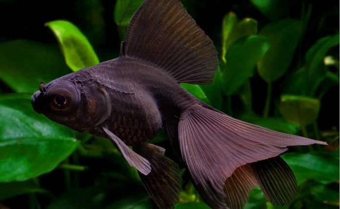 10 Jenis Ikan Mas Koki Paling Populer di Indonesia