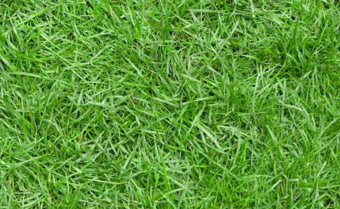 10 Jenis Rumput Taman untuk Halaman Rumah Terpopuler