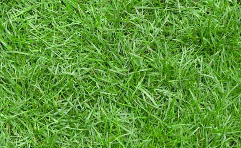 10 Jenis Rumput Taman untuk Halaman Rumah Terpopuler