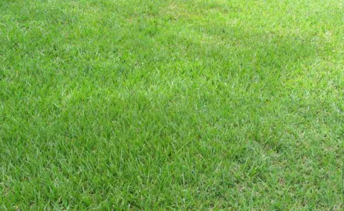 10 Jenis Rumput Taman untuk Halaman Rumah Terpopuler