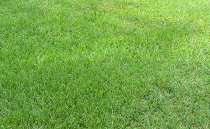 10 Jenis Rumput Taman untuk Halaman Rumah Terpopuler