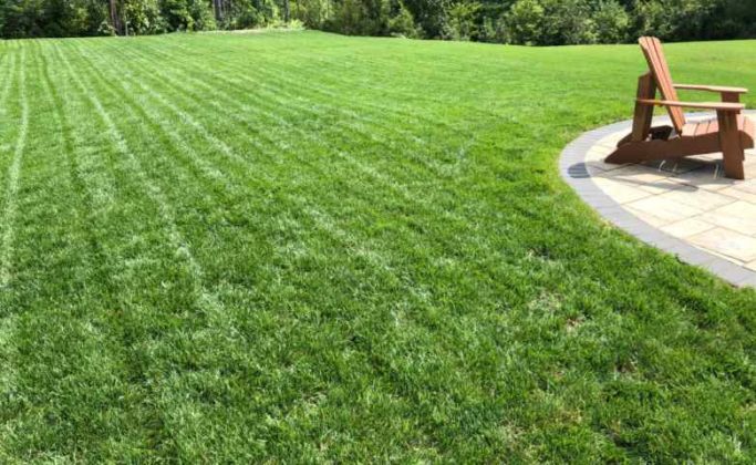 10 Jenis Rumput Taman untuk Halaman Rumah Terpopuler