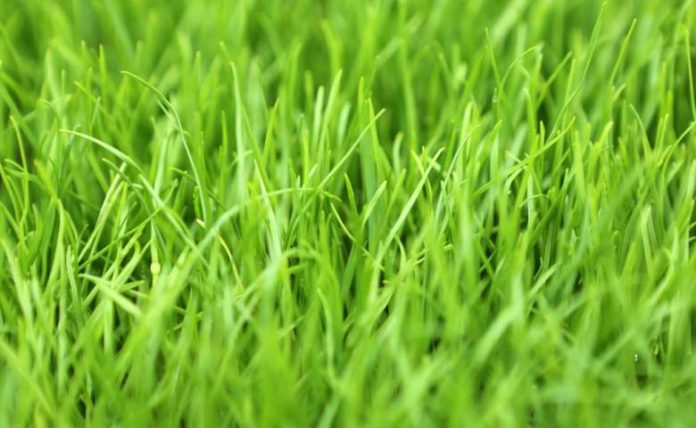 10 Jenis Rumput Taman untuk Halaman Rumah Terpopuler