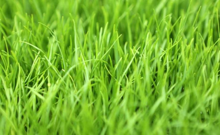 10 Jenis Rumput Taman untuk Halaman Rumah Terpopuler