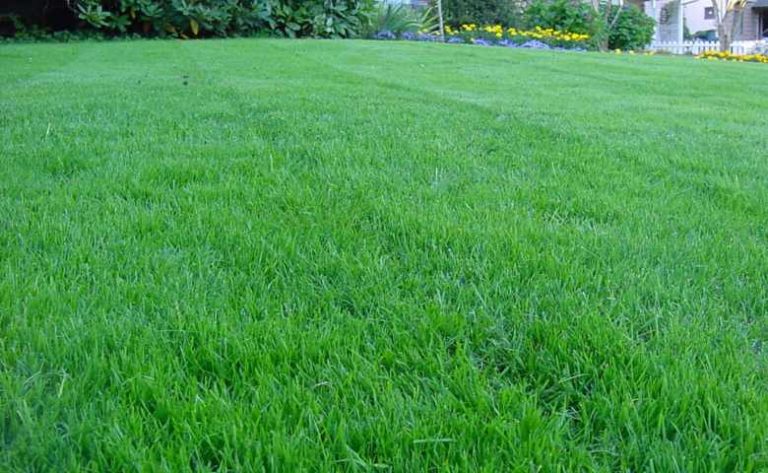 10 Jenis Rumput Taman untuk Halaman Rumah Terpopuler