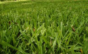 10 Jenis Rumput Taman untuk Halaman Rumah Terpopuler