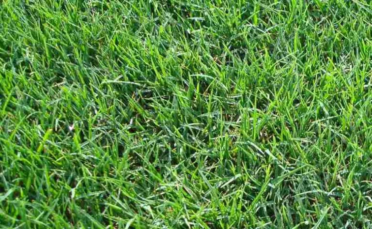 10 Jenis Rumput Taman untuk Halaman Rumah Terpopuler