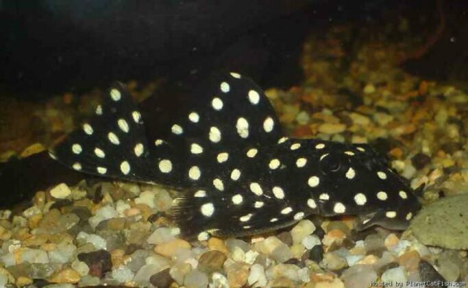 12 Jenis Ikan Sapu-Sapu Hias untuk Percantik Akuarium - Tokopedia Blog