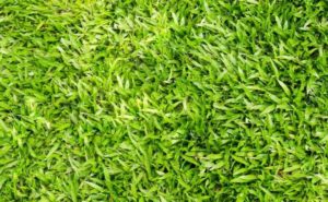 10 Jenis Rumput Taman untuk Halaman Rumah Terpopuler