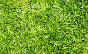 10 Jenis Rumput Taman untuk Halaman Rumah Terpopuler