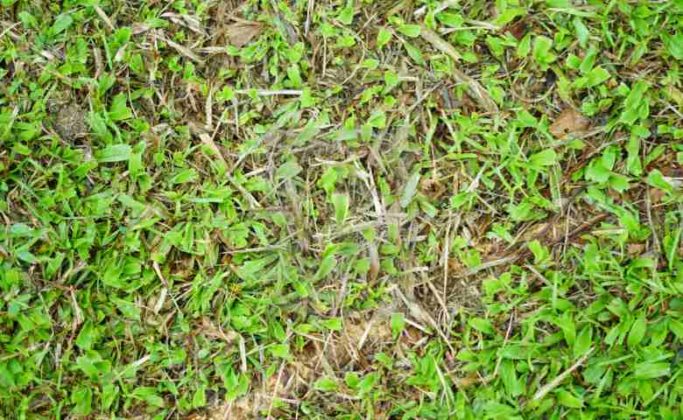 10 Jenis Rumput Taman untuk Halaman Rumah Terpopuler