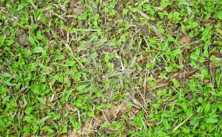 10 Jenis Rumput Taman untuk Halaman Rumah Terpopuler