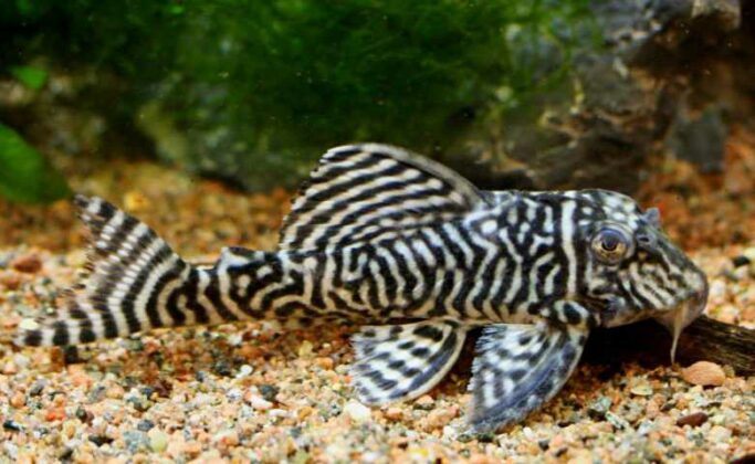 12 Jenis Ikan Sapu-Sapu Hias untuk Percantik Akuarium - Tokopedia Blog