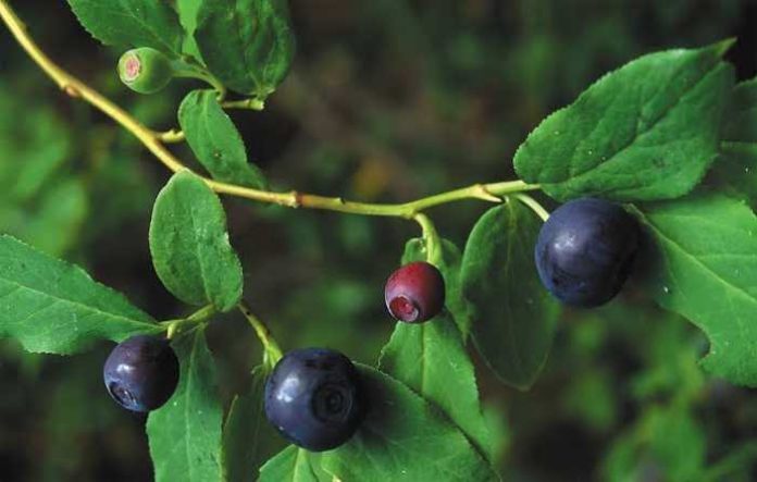 12 Jenis Buah Berry & Manfaat Kesehatannya - Tokopedia Blog