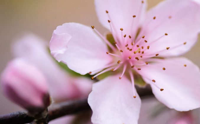 7 Bunga Khas Imlek yang dianggap Membawa Keberuntungan