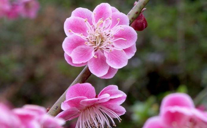 7 Bunga Khas Imlek yang dianggap Membawa Keberuntungan