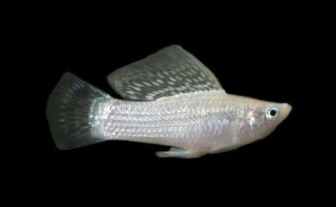 14 Jenis Ikan Molly atau Ikan Balon Terfavorit hingga Termahal