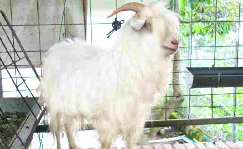 7 Jenis Kambing Terbaik yang Cocok Untuk Kurban - Tokopedia Blog