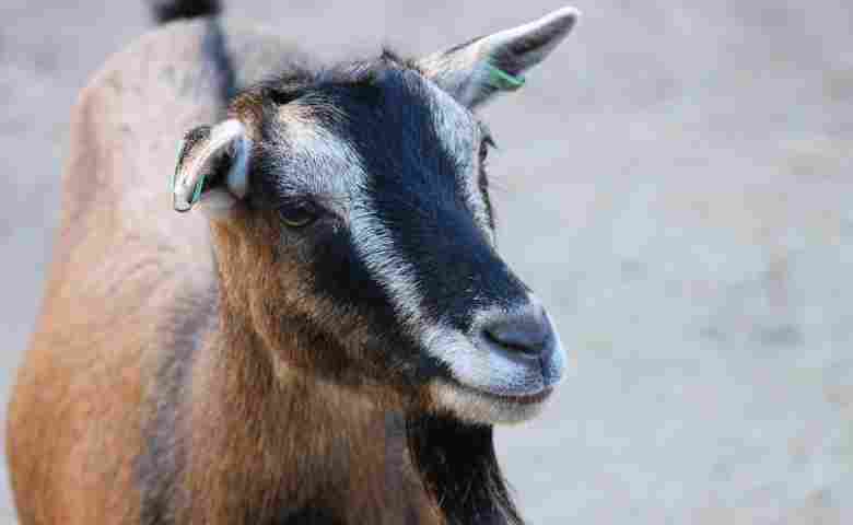 7 Jenis Kambing Terbaik yang Cocok Untuk Kurban - Tokopedia Blog