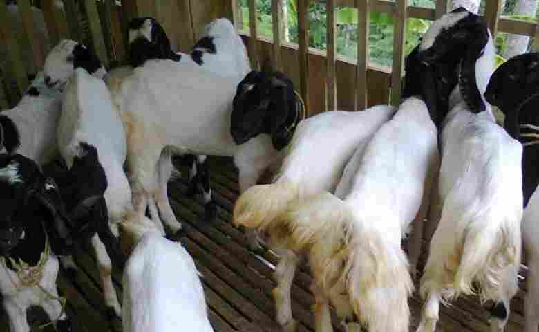 7 Jenis Kambing Terbaik yang Cocok Untuk Kurban - Tokopedia Blog