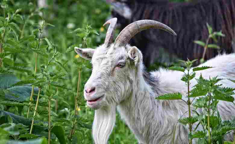 7 Jenis Kambing Terbaik yang Cocok Untuk Kurban - Tokopedia Blog