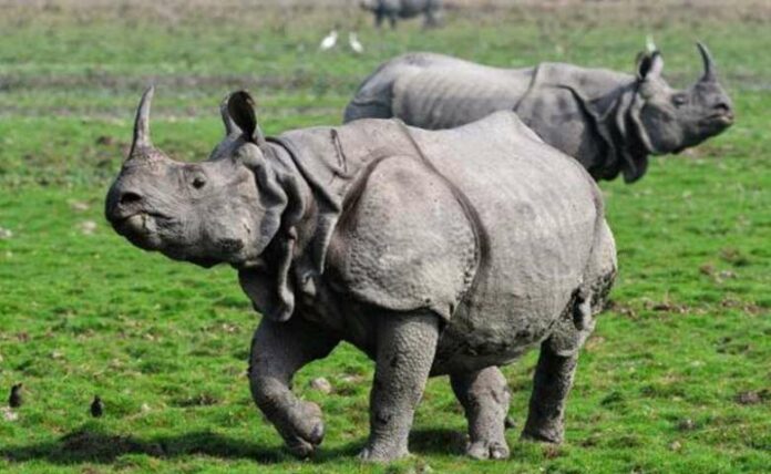 Inilah Daftar Hewan yang Dilindungi di Indonesia