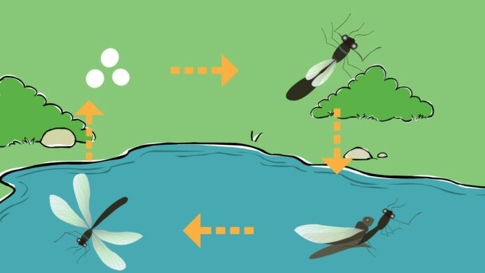 Daur Hidup Capung Lengkap dari Telur Hingga Capung Dewasa