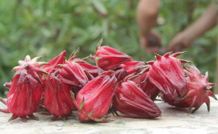 11 Manfaat Rosella: Teh Bunga Nikmat, Kaya Khasiat