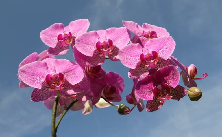 5 Cara Menanam Bunga Anggrek yang Benar: Tanaman Hias yang Cantik
