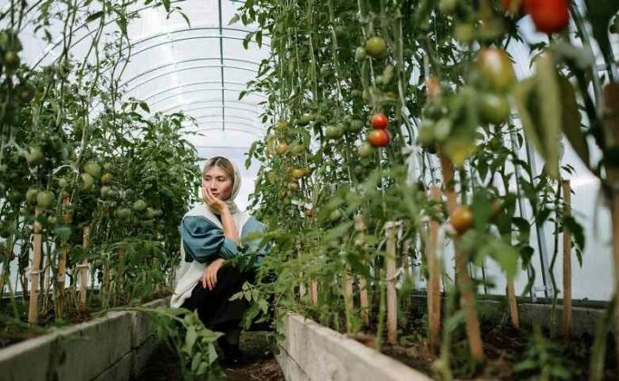 7 Cara Menanam Tomat yang Baik: Mudah & Banyak Manfaatnya!