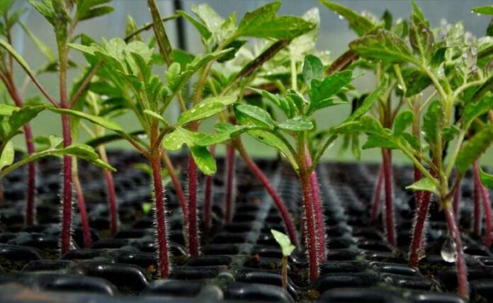 7 Cara Menanam Tomat yang Baik: Mudah & Banyak Manfaatnya!