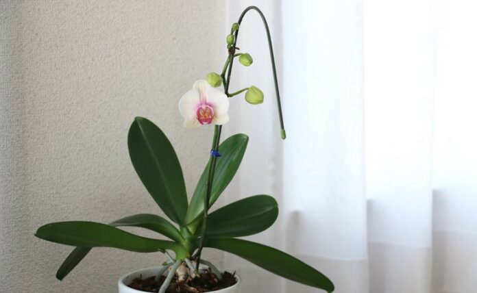 5 Cara Menanam Bunga Anggrek yang Benar: Tanaman Hias yang Cantik