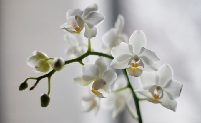 5 Cara Menanam Bunga Anggrek yang Benar: Tanaman Hias yang Cantik