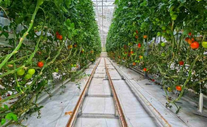 7 Cara Menanam Tomat yang Baik: Mudah & Banyak Manfaatnya!