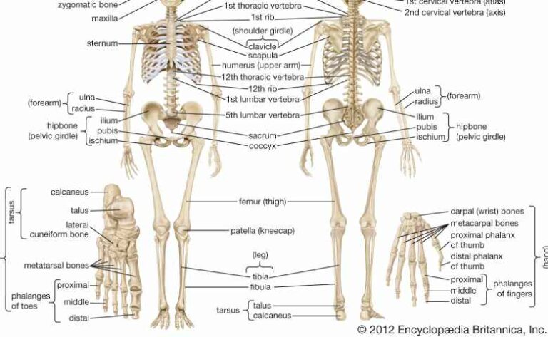 Fungsi Rangka Manusia, Gambar & Penjelasannya