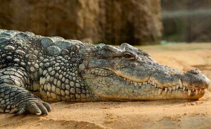 7 Jenis Hewan Reptil yang Perlu Diketahui - Tokopedia Blog