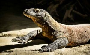 7 Jenis Hewan Reptil yang Perlu Diketahui - Tokopedia Blog