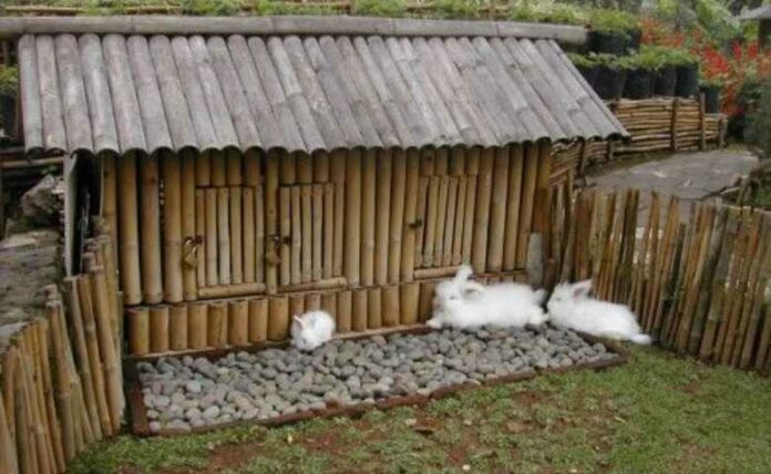 7 Desain & Ukuran Kandang Kelinci yang Baik - Tokopedia Blog