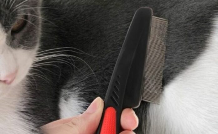 8 Cara Menghilangkan Kutu Kucing: Mati Hingga Telurnya