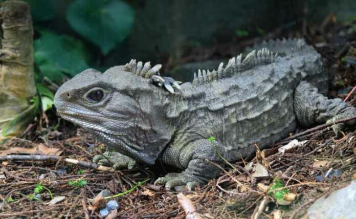 7 Jenis Hewan Reptil yang Perlu Diketahui - Tokopedia Blog