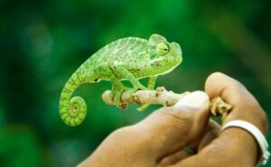 7 Jenis Hewan Reptil yang Perlu Diketahui - Tokopedia Blog