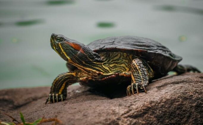 7 Jenis Hewan Reptil yang Perlu Diketahui - Tokopedia Blog