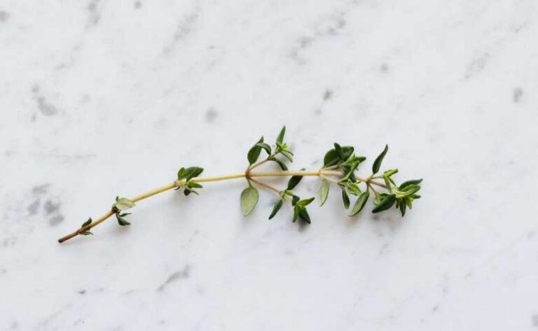 10 Manfaat Daun Thyme: Rempah Aromatik Berkhasiat