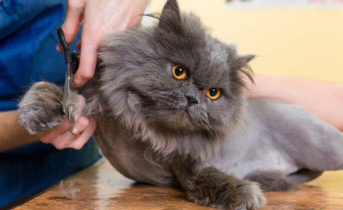 5 Cara Merawat Kucing Persia, Hewan Lucu dengan Bulu Indah