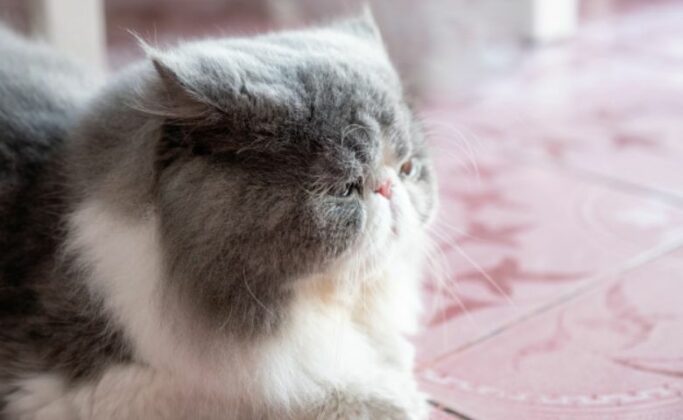 5 Cara Merawat Kucing Persia, Hewan Lucu dengan Bulu Indah