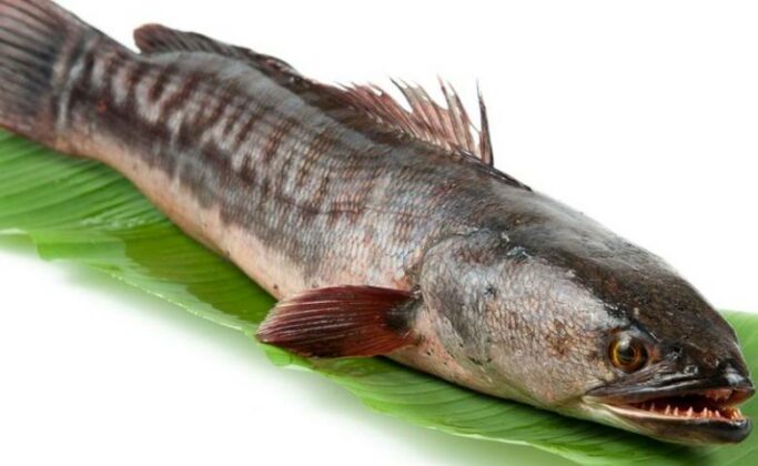 11 Manfaat Ikan Gabus: Sumber Protein, Mudah Didapat